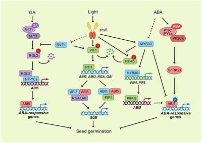 Frontiers | Integration of ABA, GA, and light signaling in seed germination through the ...